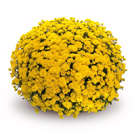 GF_Minelli_yellow_PV | D&D Zahradnictví
